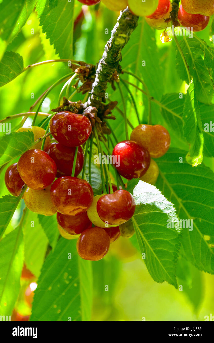 Wild cherries hanging on banch with green leaves Stock Photo - Alamy