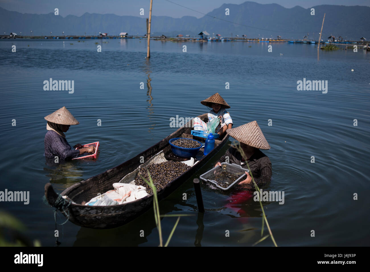 Women collecting shellfish at the Lake Maninjau, Sumatra, Indonesia ...