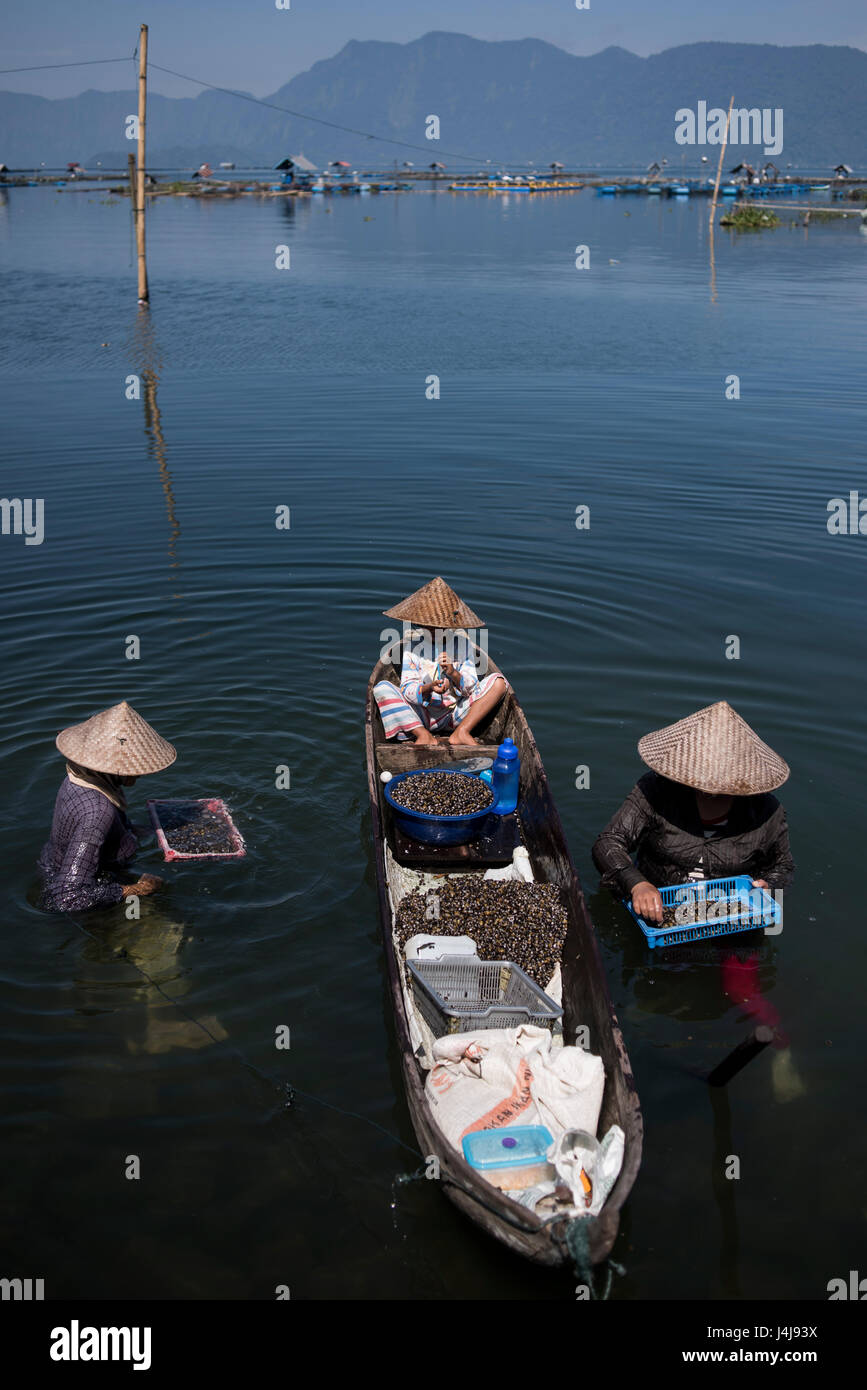 Women collecting shellfish at the Lake Maninjau, Sumatra, Indonesia ...