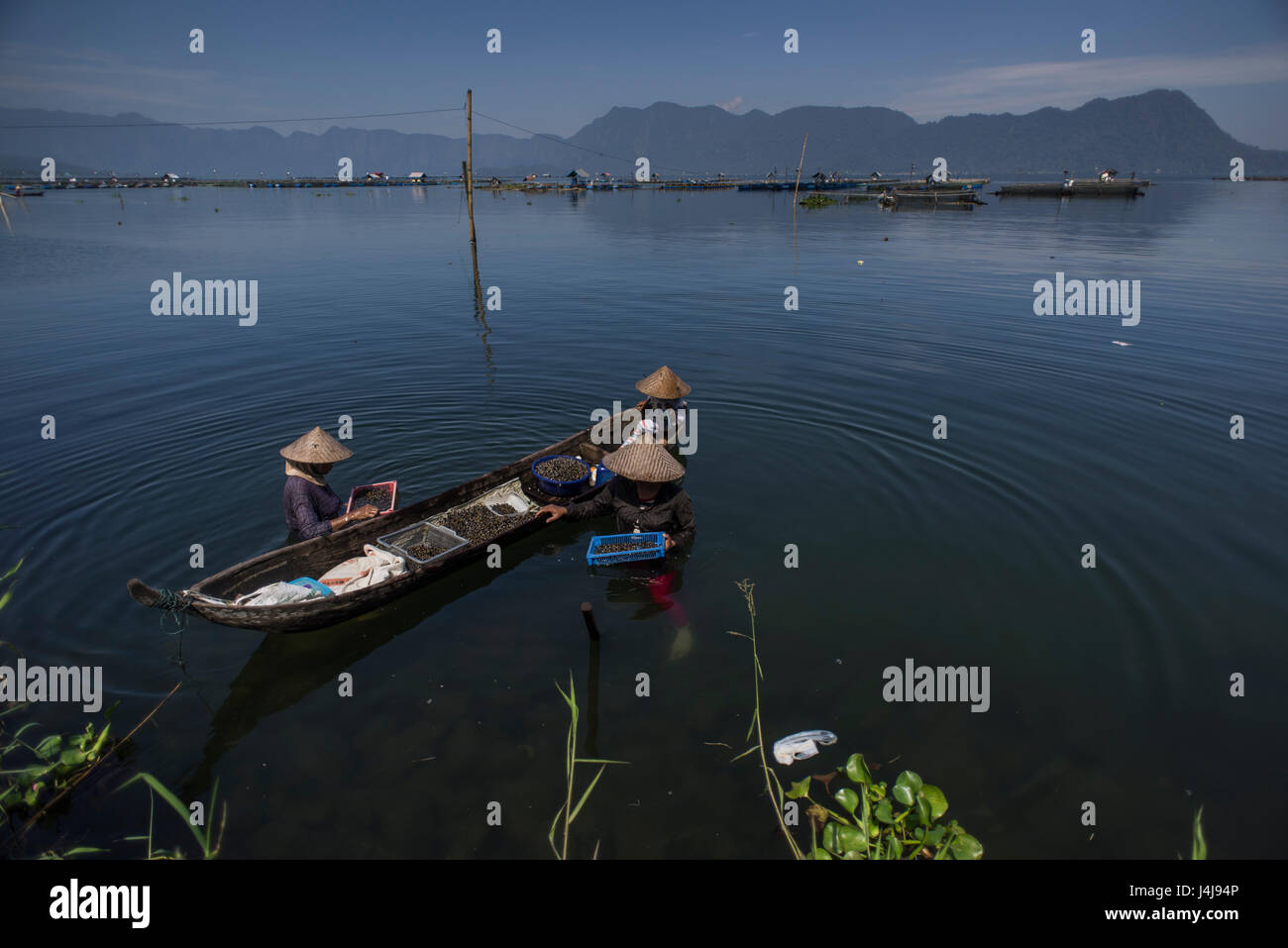 Women collecting shellfish at the Lake Maninjau, Sumatra, Indonesia ...