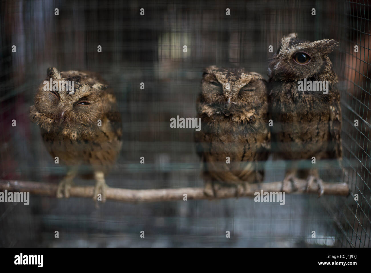 Indonesia scops owl hi-res stock photography and images - Alamy