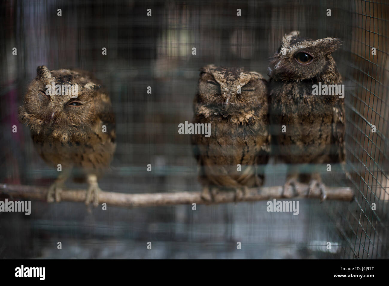 Indonesia scops owl hi-res stock photography and images - Alamy