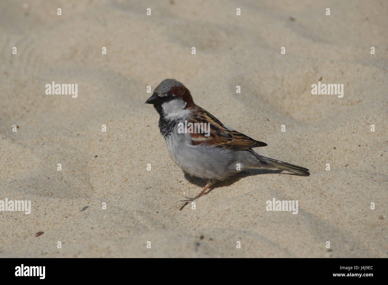 Sparrow sitting on bird hi-res stock photography and images - Alamy