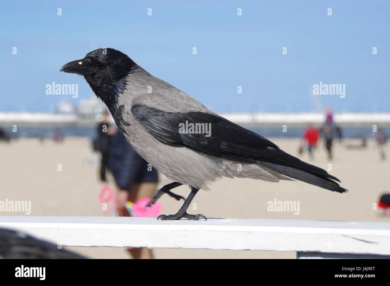 Black-gray crow walking on beam Stock Photo - Alamy