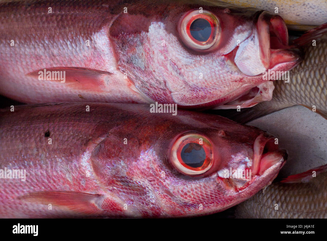 Two purple with silver glitter scales fresh sea fish for sale Stock ...