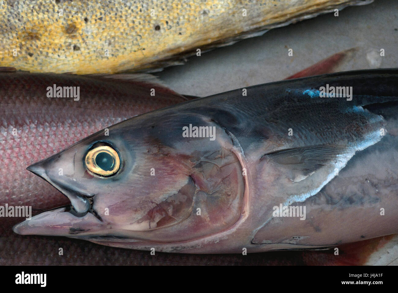 Marine fish tuna, gray scales with a pink belly and bright yellow eyes ...