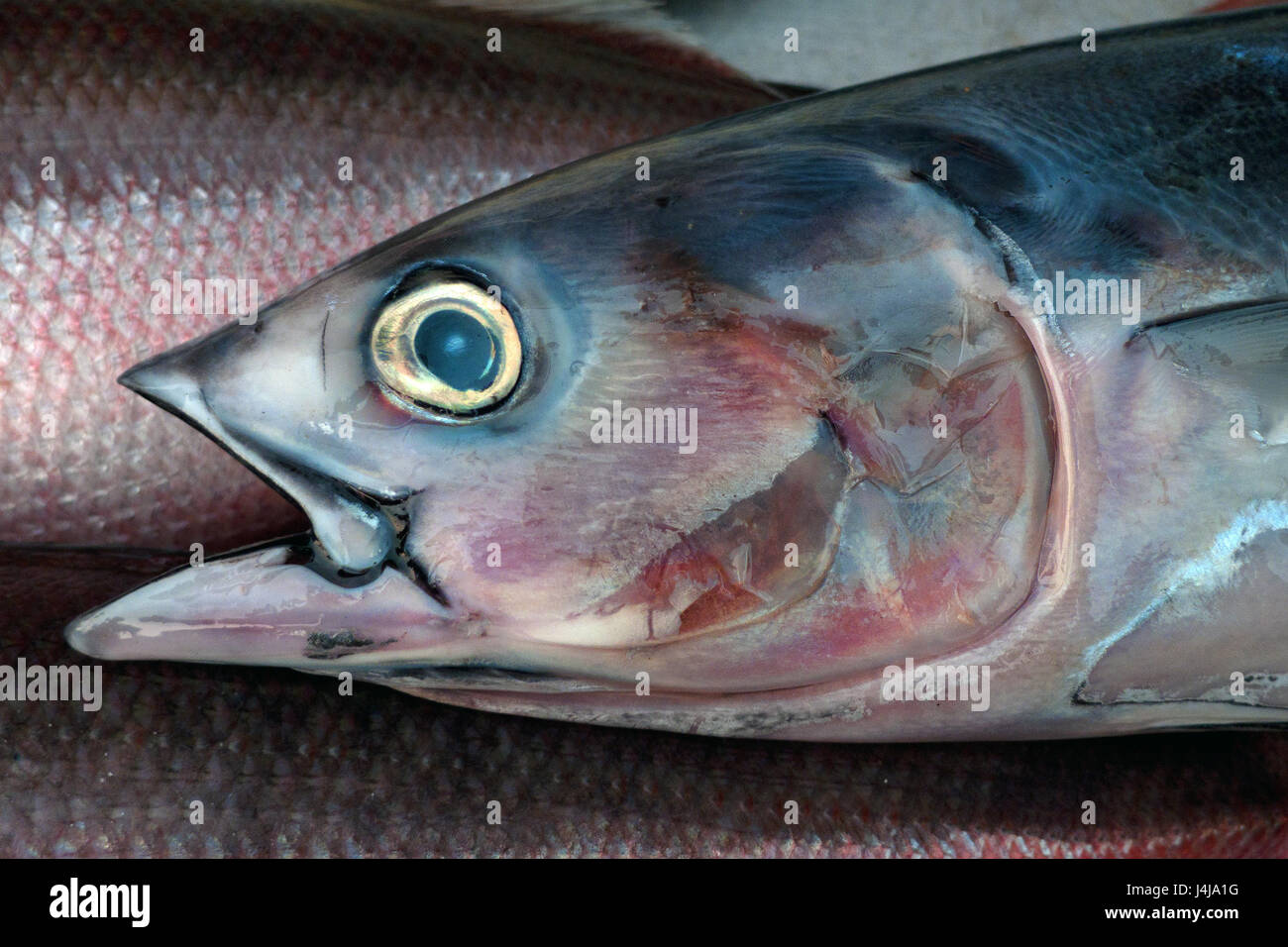 Large sea tuna fish as drawn, graphically: gray back at the fish, pink ...