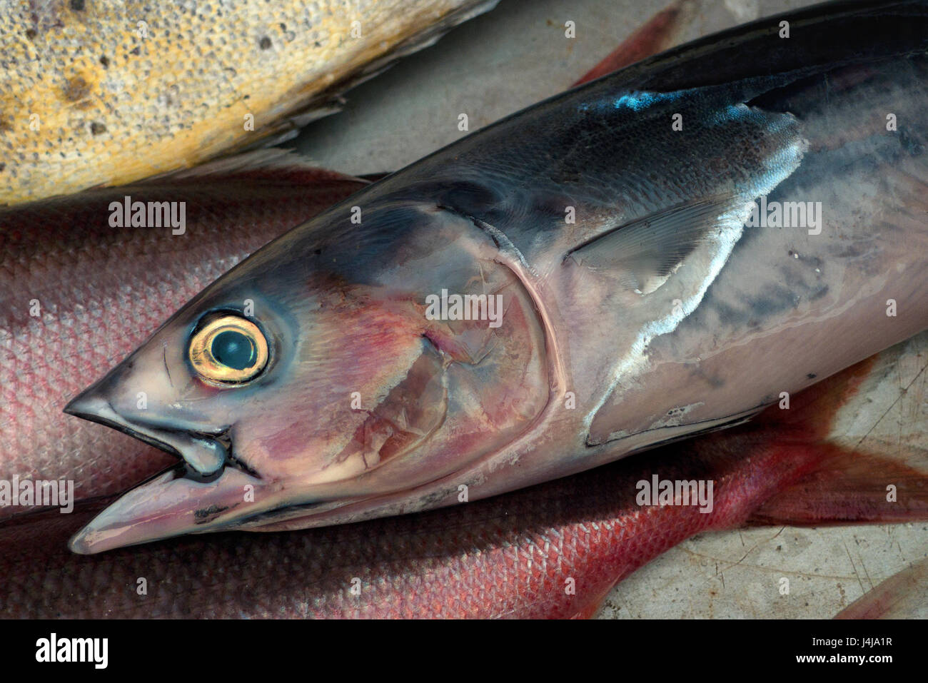 Yellow belly fish hi-res stock photography and images - Alamy