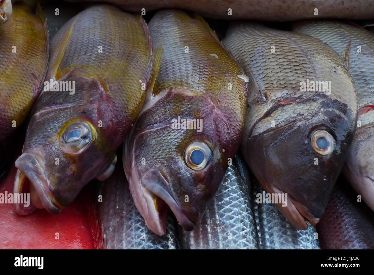 Three exotic sea fish with a head maroon body and shiny greenish scales ...