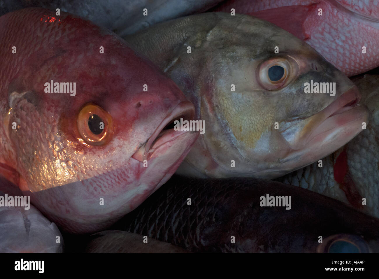 Two fresh sea fish for sale: gray fish with blue eye behind, and in ...