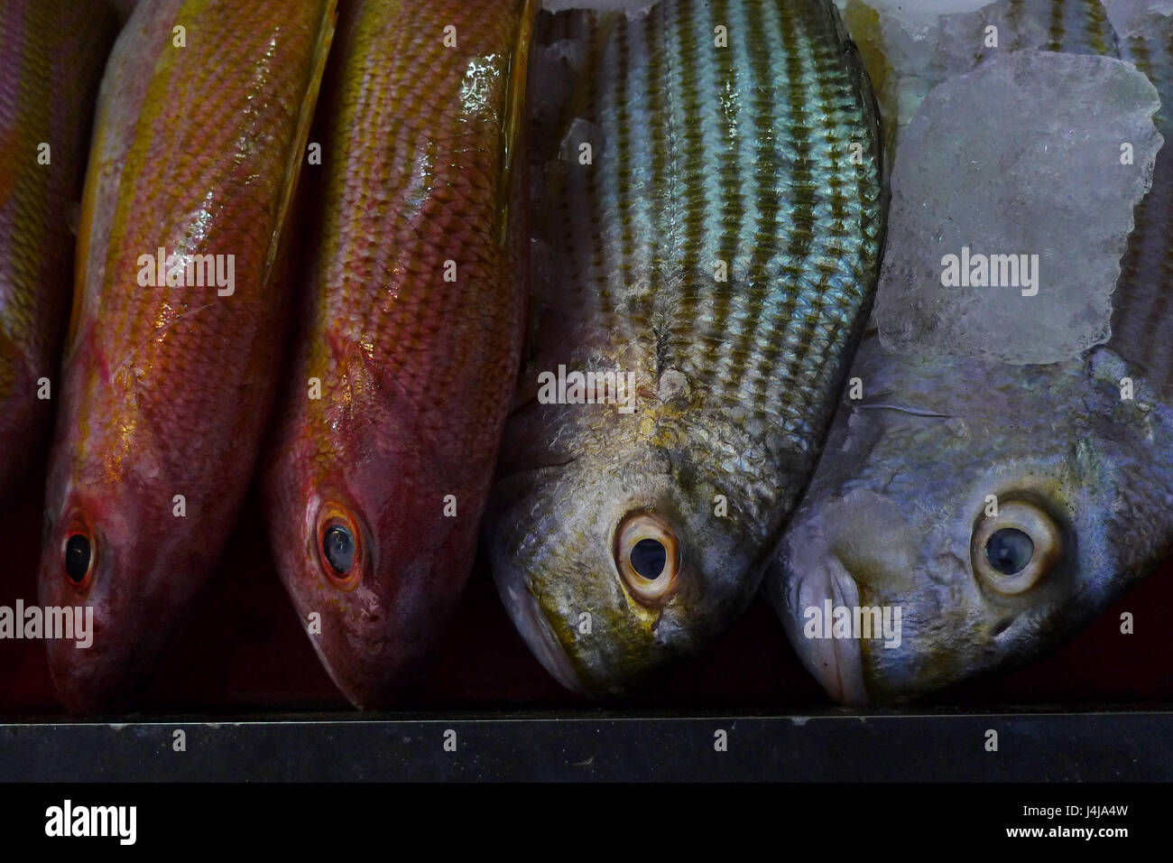 Four unusual carcass fresh sea fish: two red, one green, one gray ...