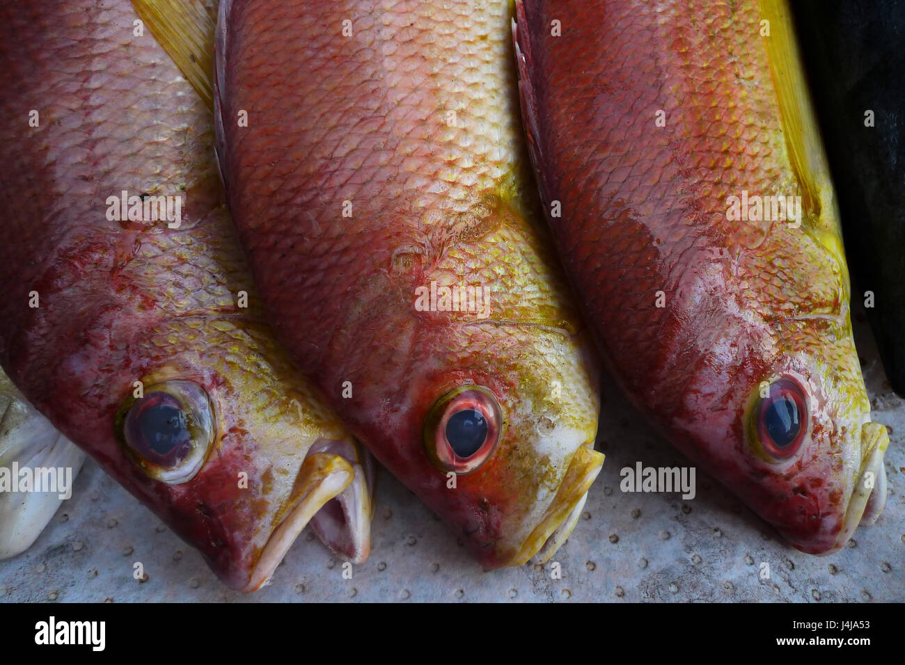 Three long red exotic marine fish with huge bulging blue eyes and a ...