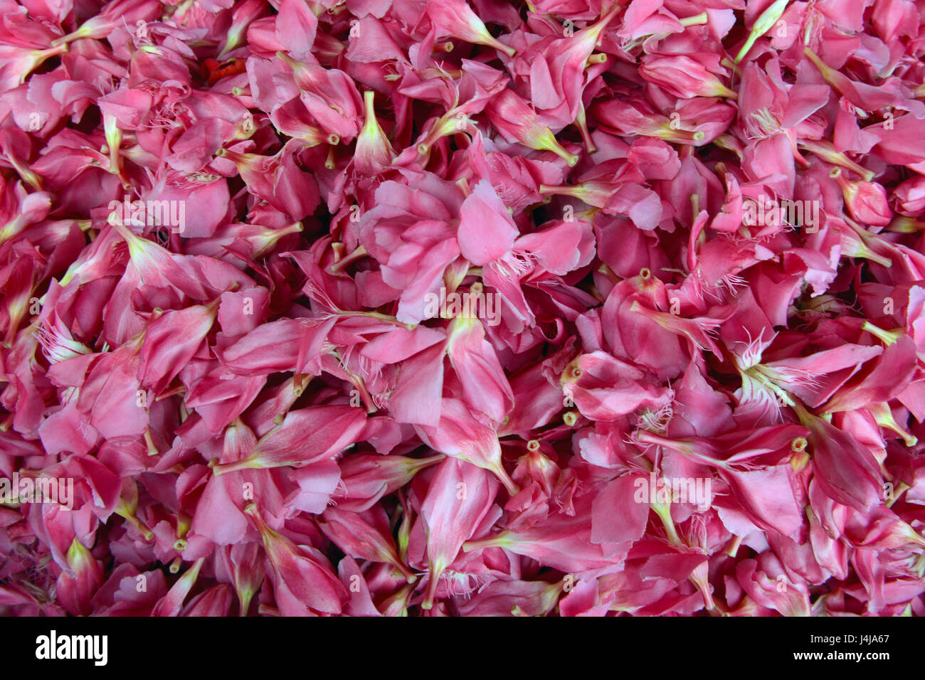 Bright, cheerful spring background of a variety of pink exotic tropical ...