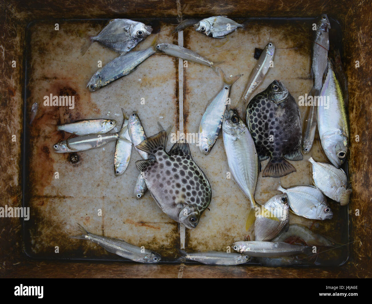Many different small fish in an old brown texture background on ...