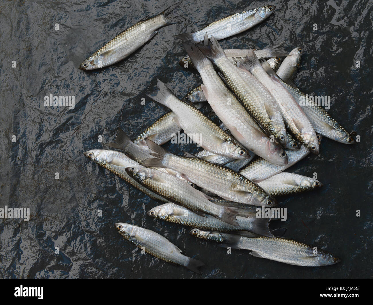 Silver flat fish sea hi-res stock photography and images - Alamy