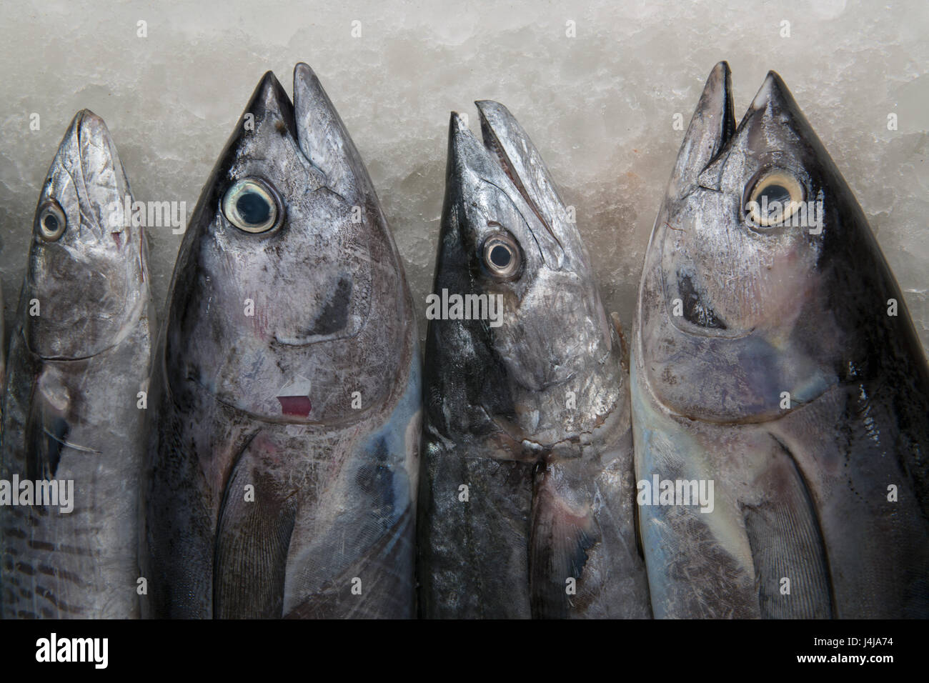 Yellow Fin Tuna Heads High Resolution Stock Photography and Images - Alamy