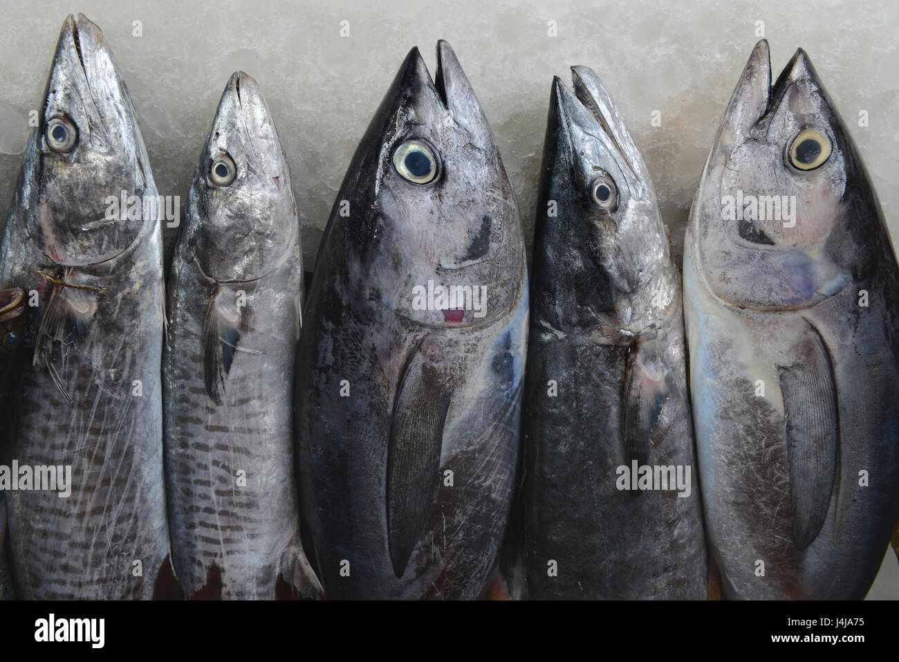 Five gray deep-sea fish tuna, lie in a row on the ice, open mouths ...