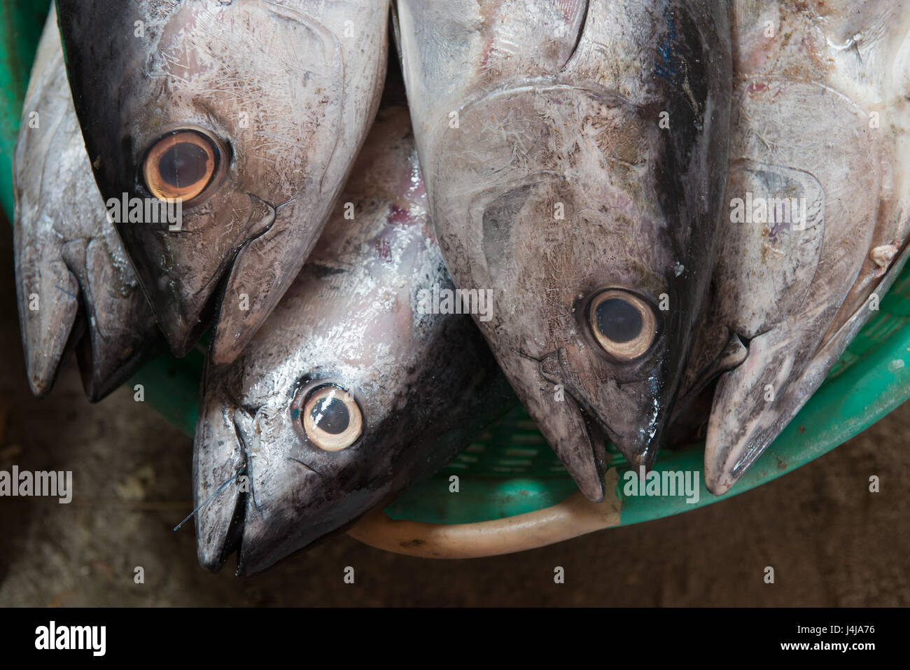 A large gray fish fresh sea tuna in green bowl for sale, open mouths do ...