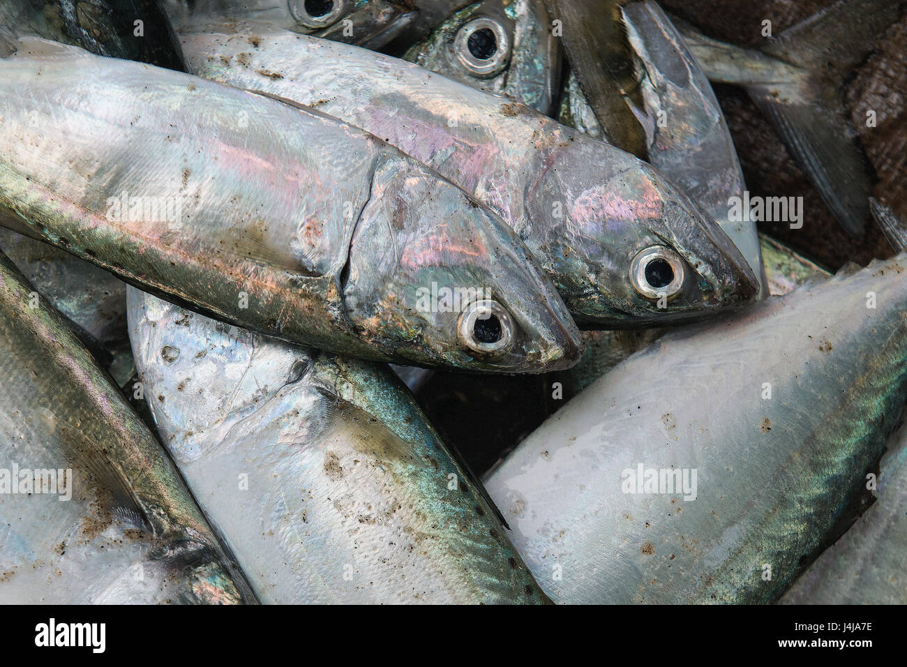 Small marine gray fish with pinkish reflections on the scales, lie in a ...