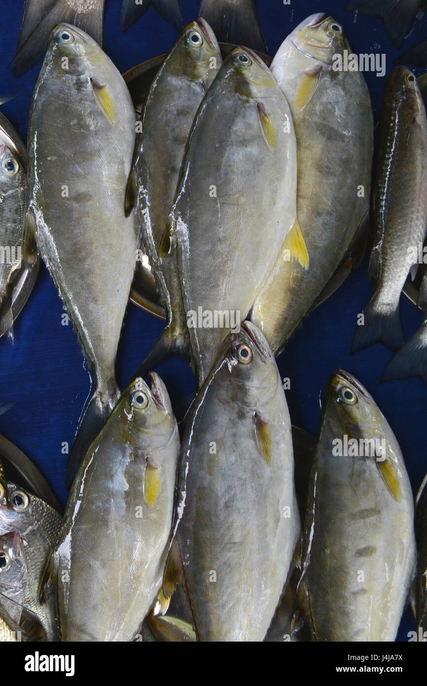 White photograph of a large catch of fish hi-res stock photography and ...