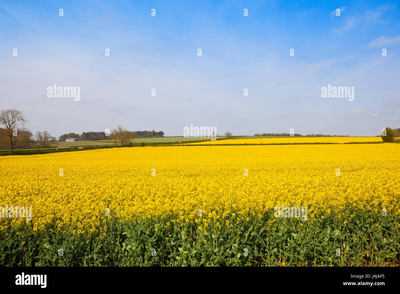 an oilseed rape crop in full flower amongst fields woodland and ...