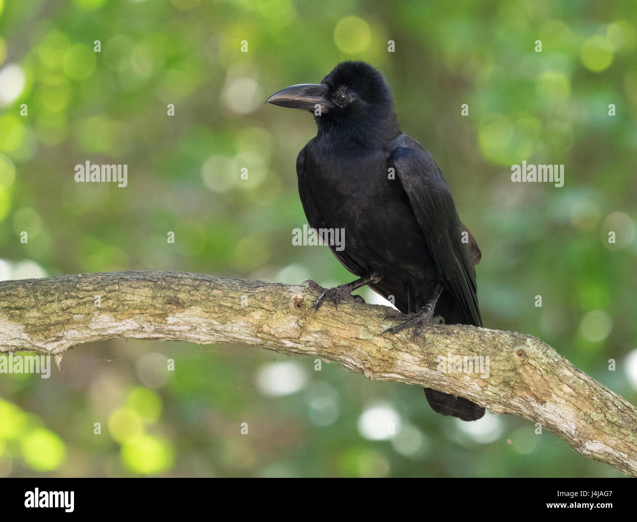 Raven, a large bird with black feathers and a strong brown beak sits on ...