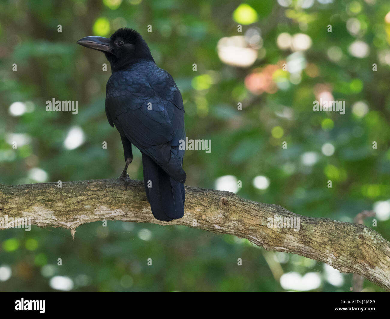 A large black raven sits on a tree branch in the forest, with its back ...