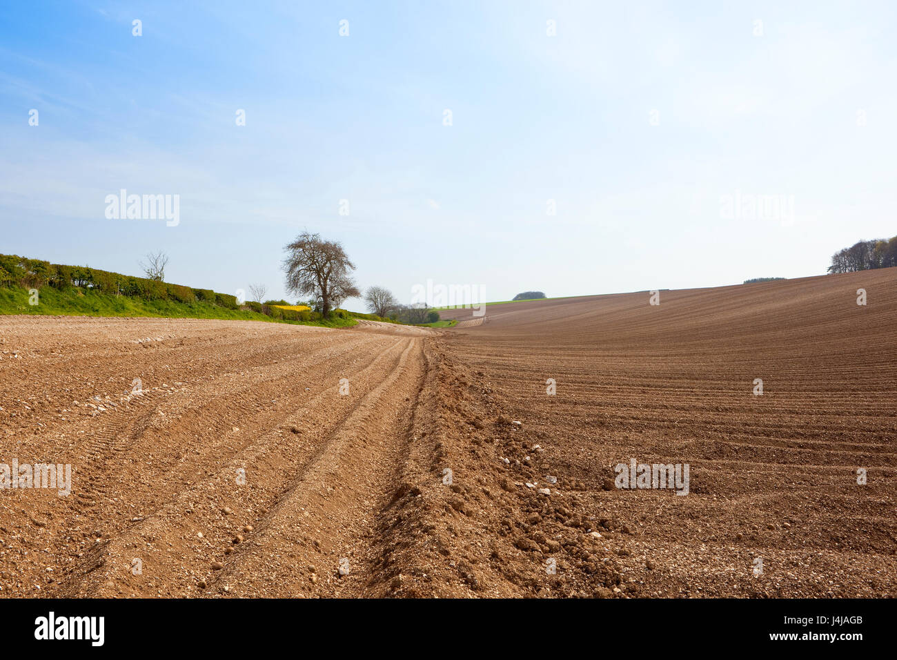 newly made potato rows on undulating farmland with an ash tree and ...