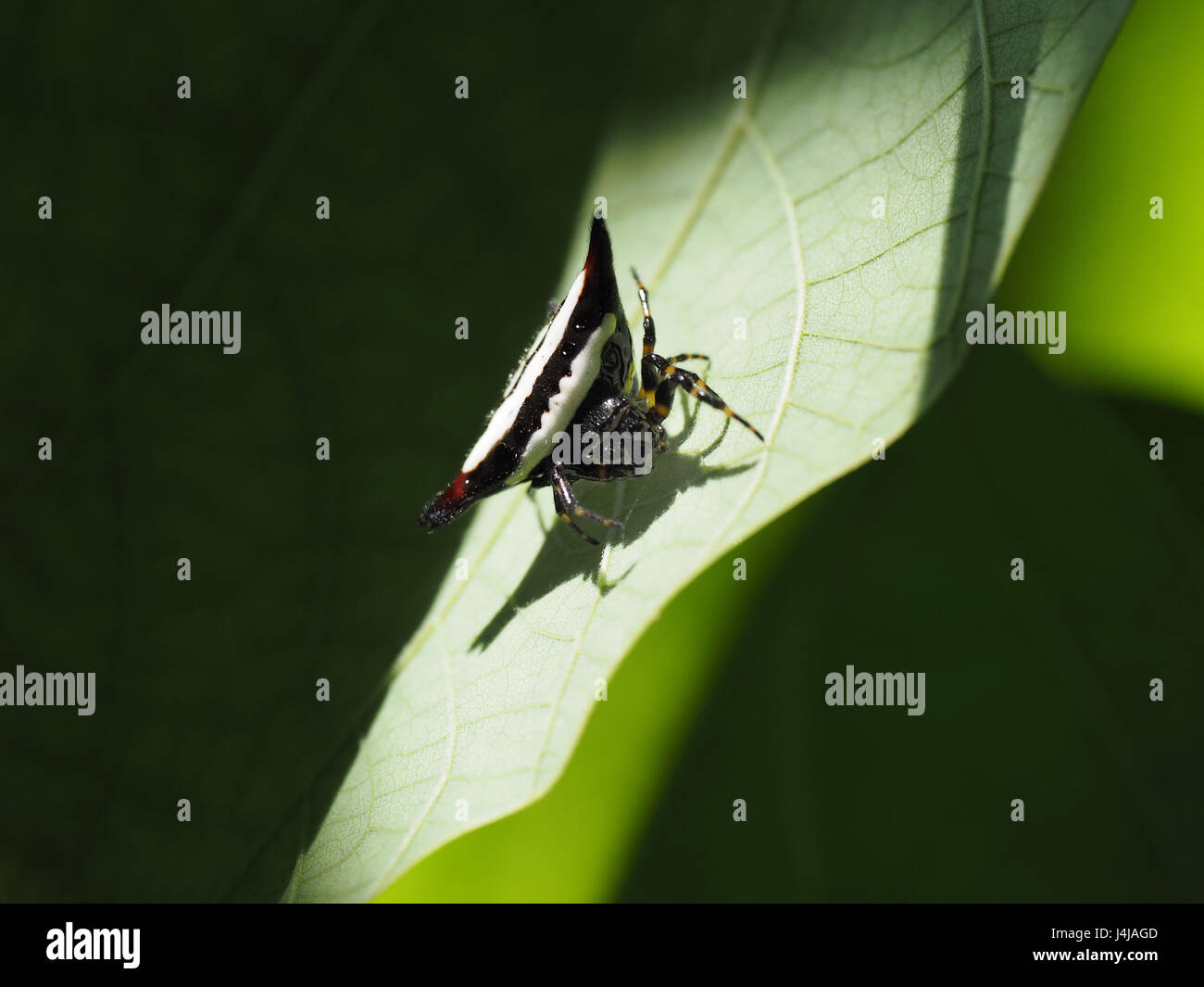 Exotic tropical spider, triangular body black color and white stripes ...