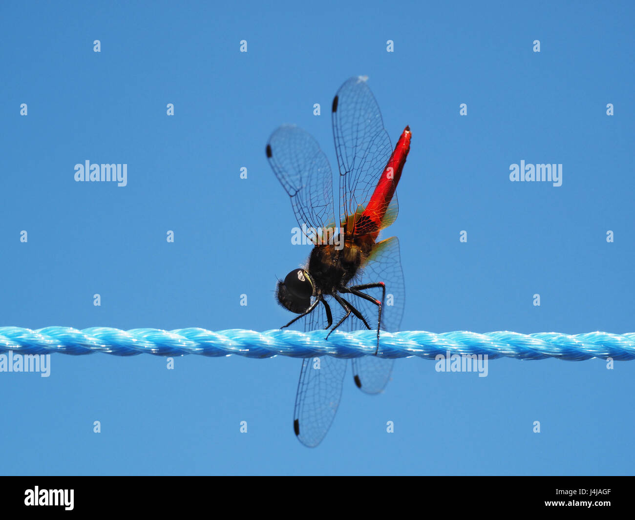 Dragonfly with black head and body, red-tailed and transparent wings ...
