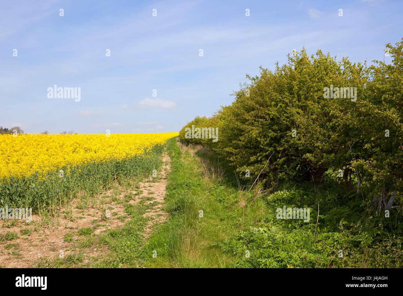 a bright yellow oilseed rape crop in full flower beside a hawthorn ...