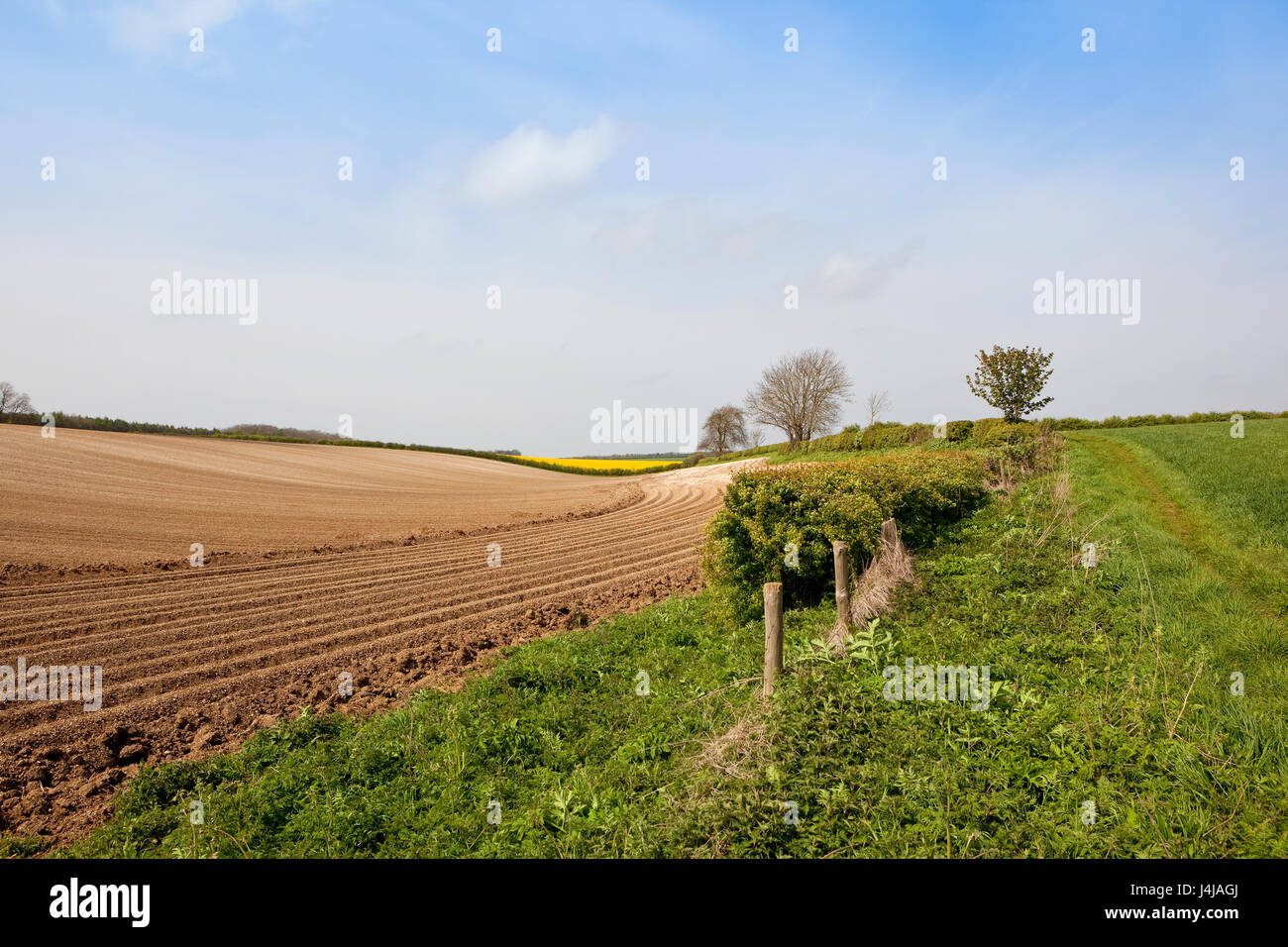 undulating farmland with newly made potato rows near hedgerows and ...