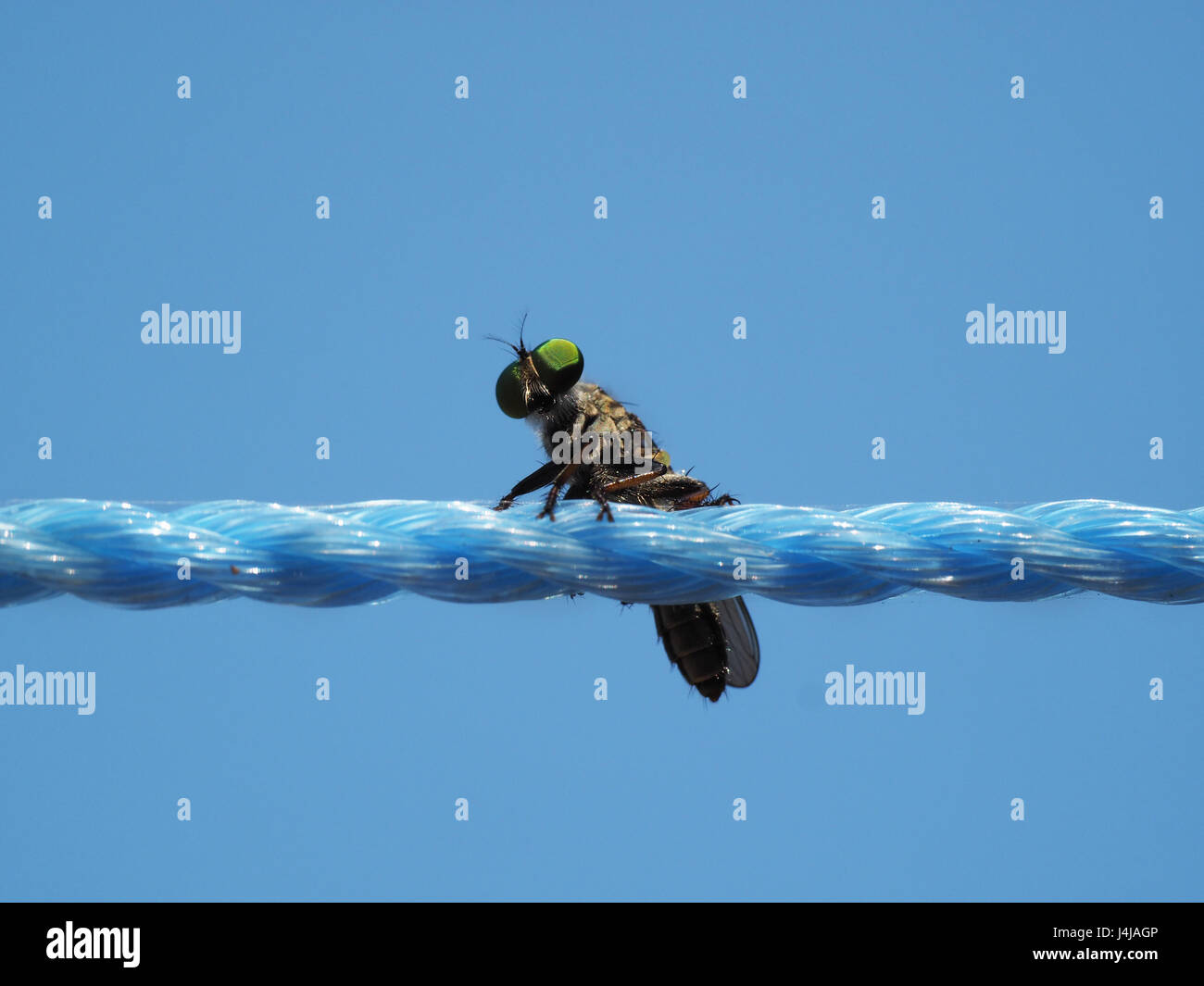 Tropical insect fly with spherical green eyes, well visible mesh of the ...