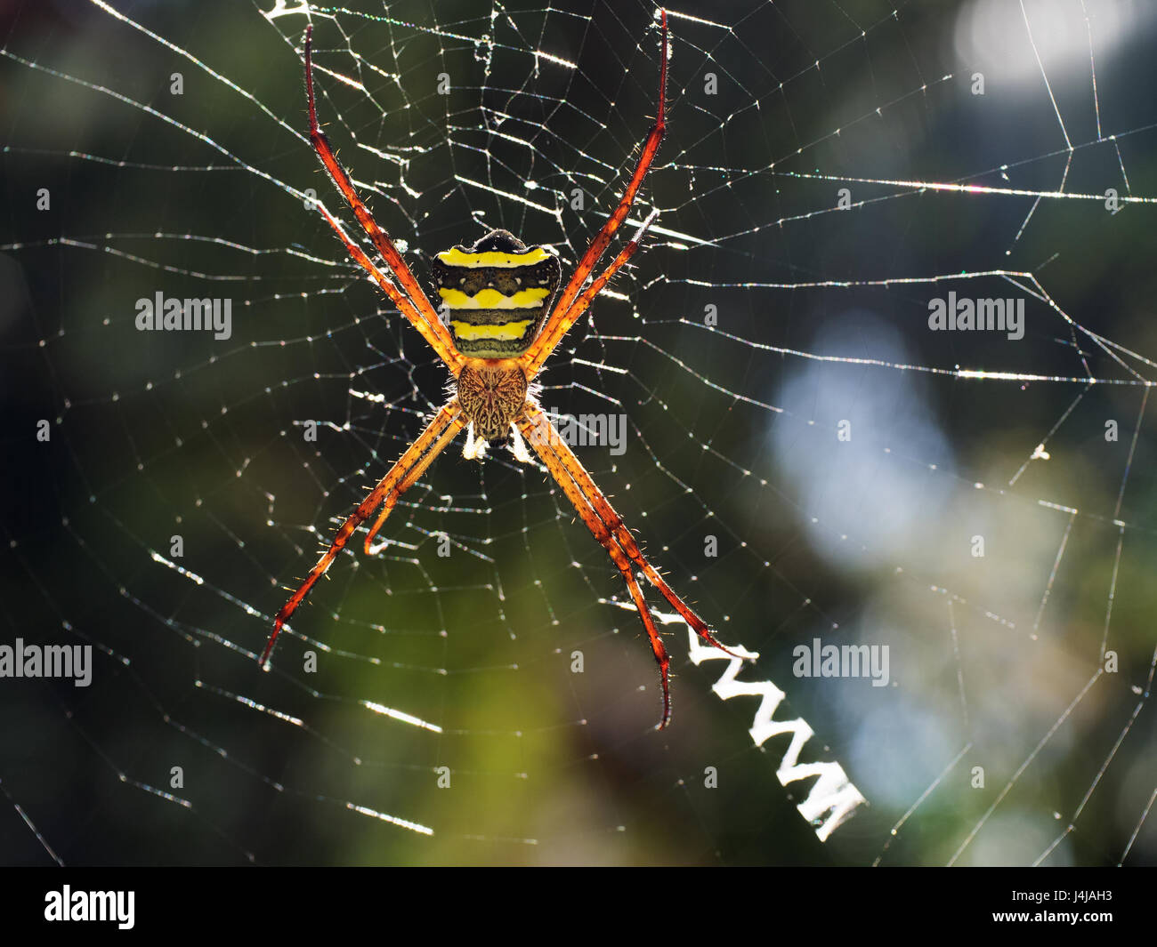 Large orange tropical spider with torso yellow color in a black stripe ...