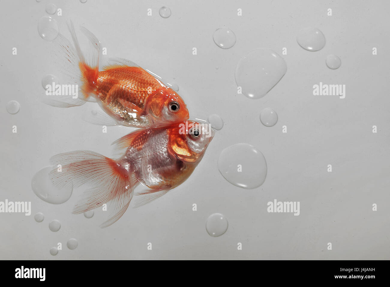 Pair of goldfish on the gray water backdrop among the air bubbles, from ...