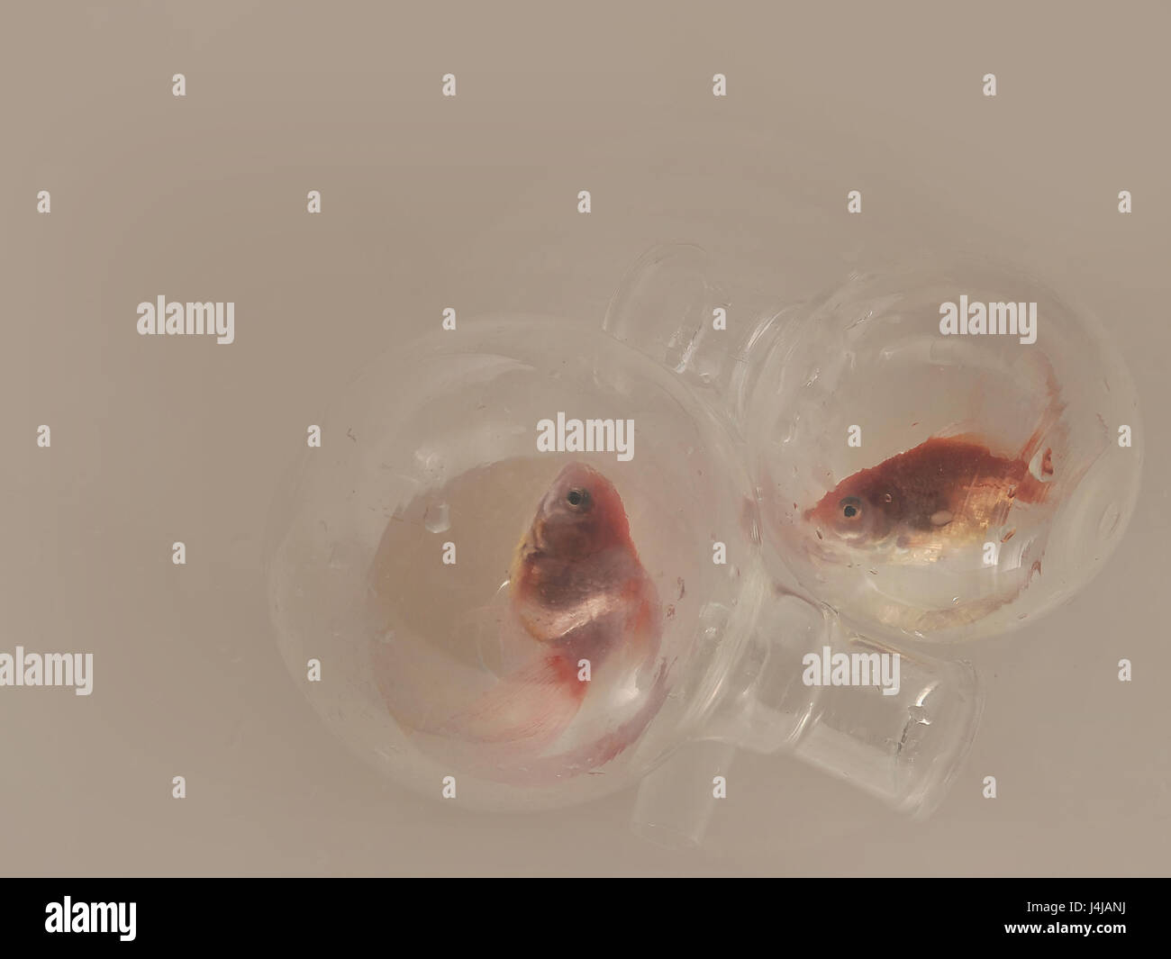 Two goldfish in two inverted round glass flasks, separated from each ...