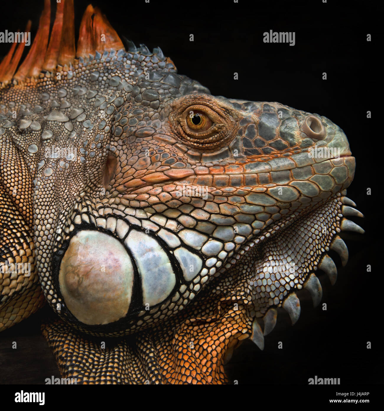 Portrait of a large lizard reptile iguana in profile, texture mesh ...