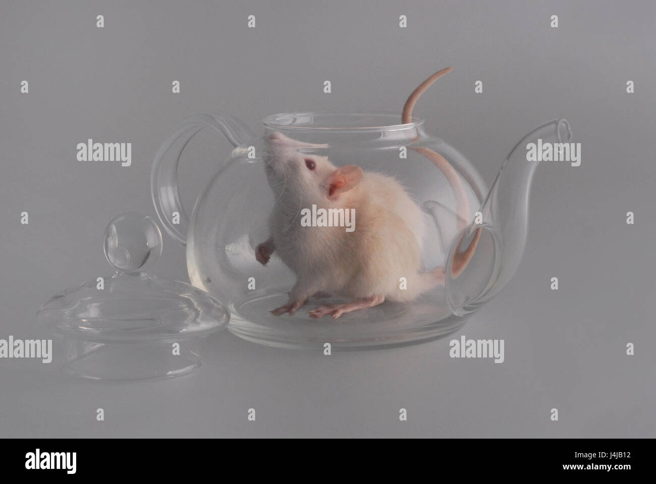 Large white domestic rat with a pink nose, eyes and tail sits inside a ...