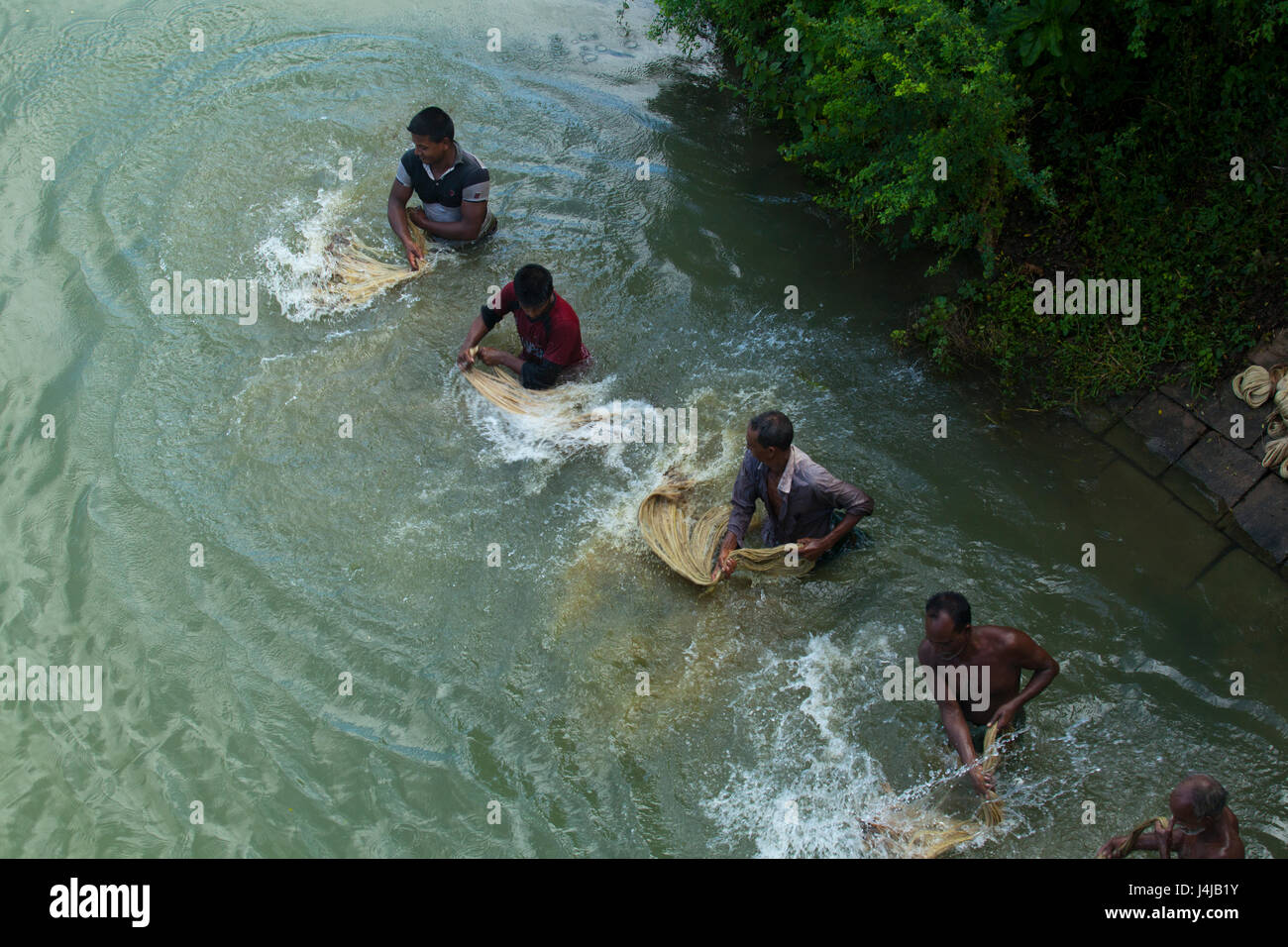 Farmers washing jute fibres in the marsh in Gopalganj, Bangladesh Stock ...