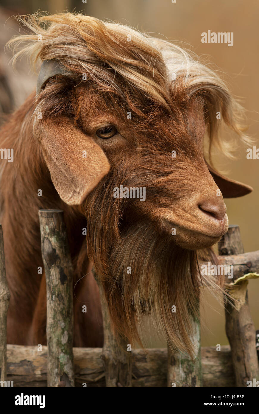 Cute Pic Of Male Goat