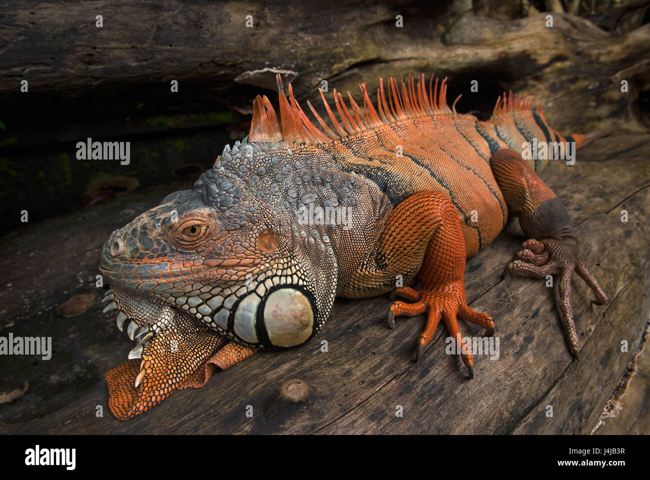 The big iguana lizard lies on the old tree trunk, Balinese dragon, gray ...