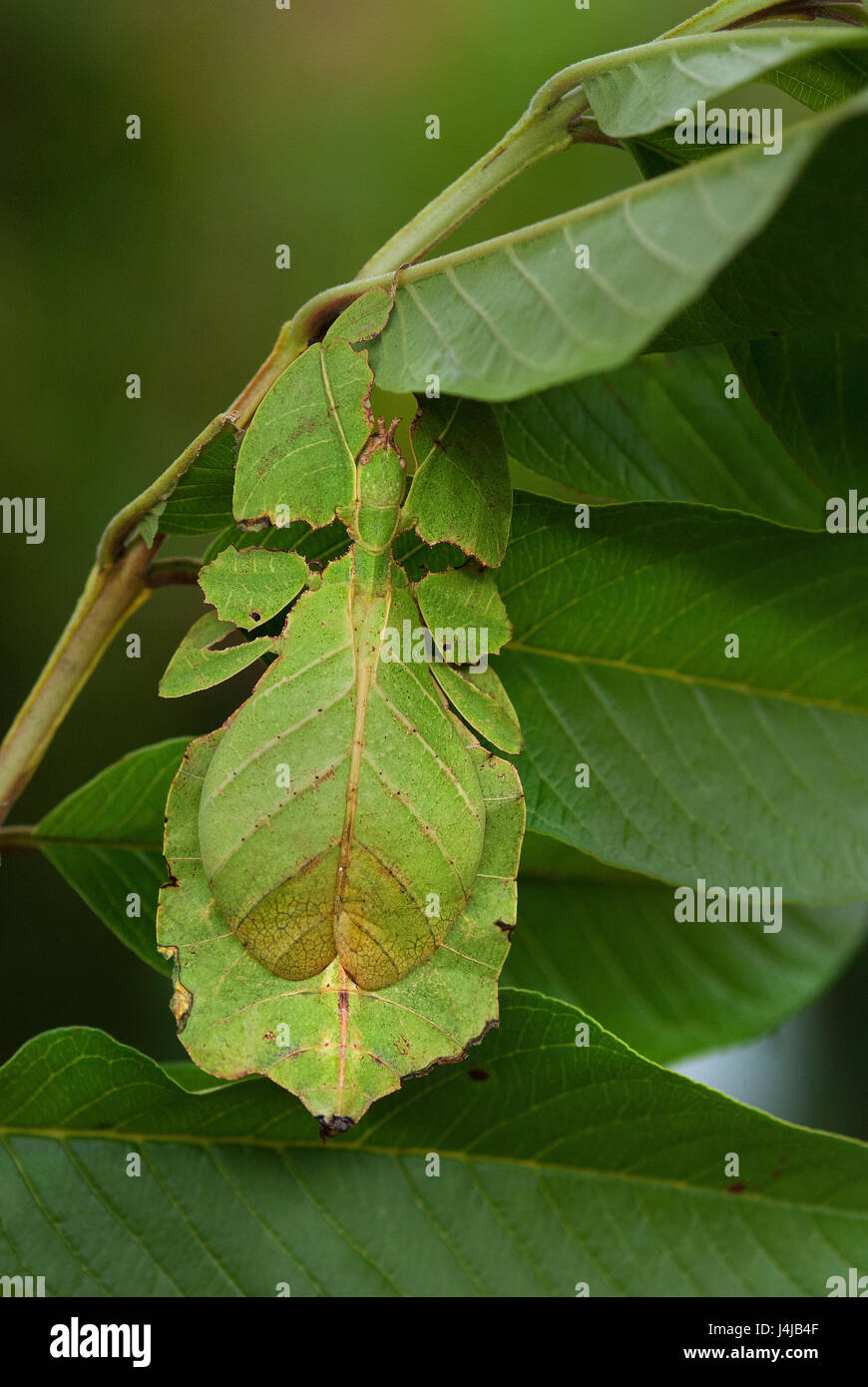 The exotic tropical mantis of Phasmatodea, a body of green color ...