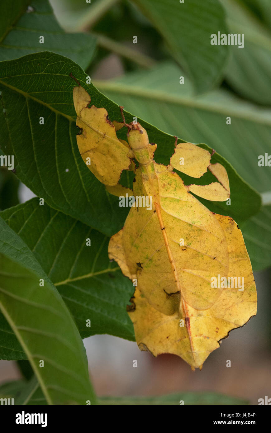 Bright yellow exotic tropical insect Phasmatodea in the foliage of ...