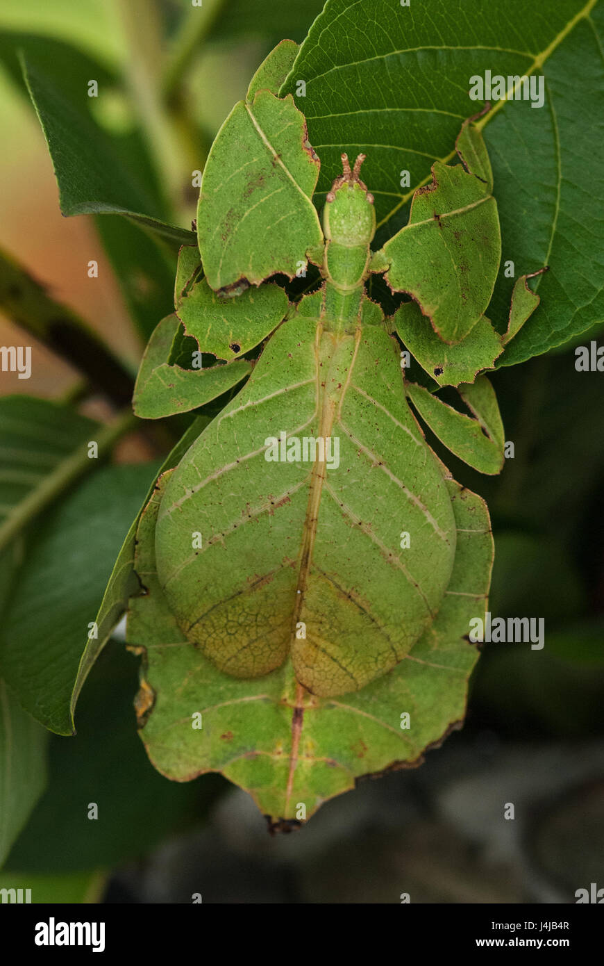 An unusual tropical insect Phasmatodea: the body is green in color and ...