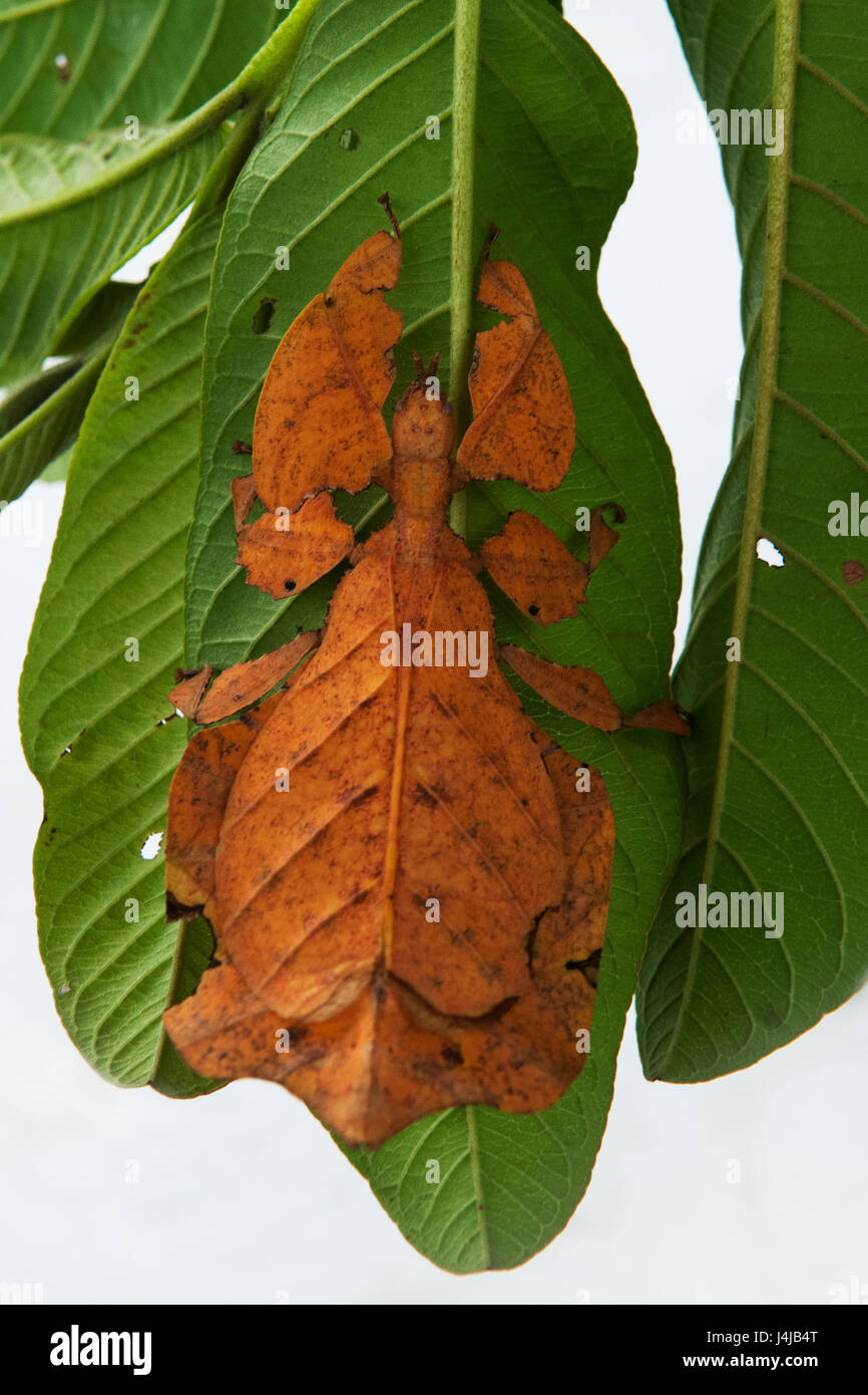 Exotic orange insect Leaf-Mantis on a green leaf in the rain forest ...