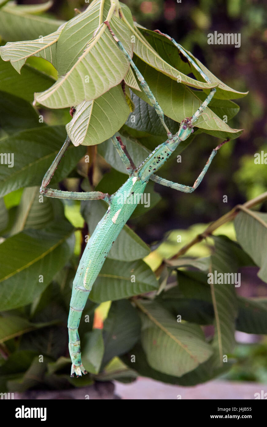 Green insect looks like leaf hi-res stock photography and images - Alamy