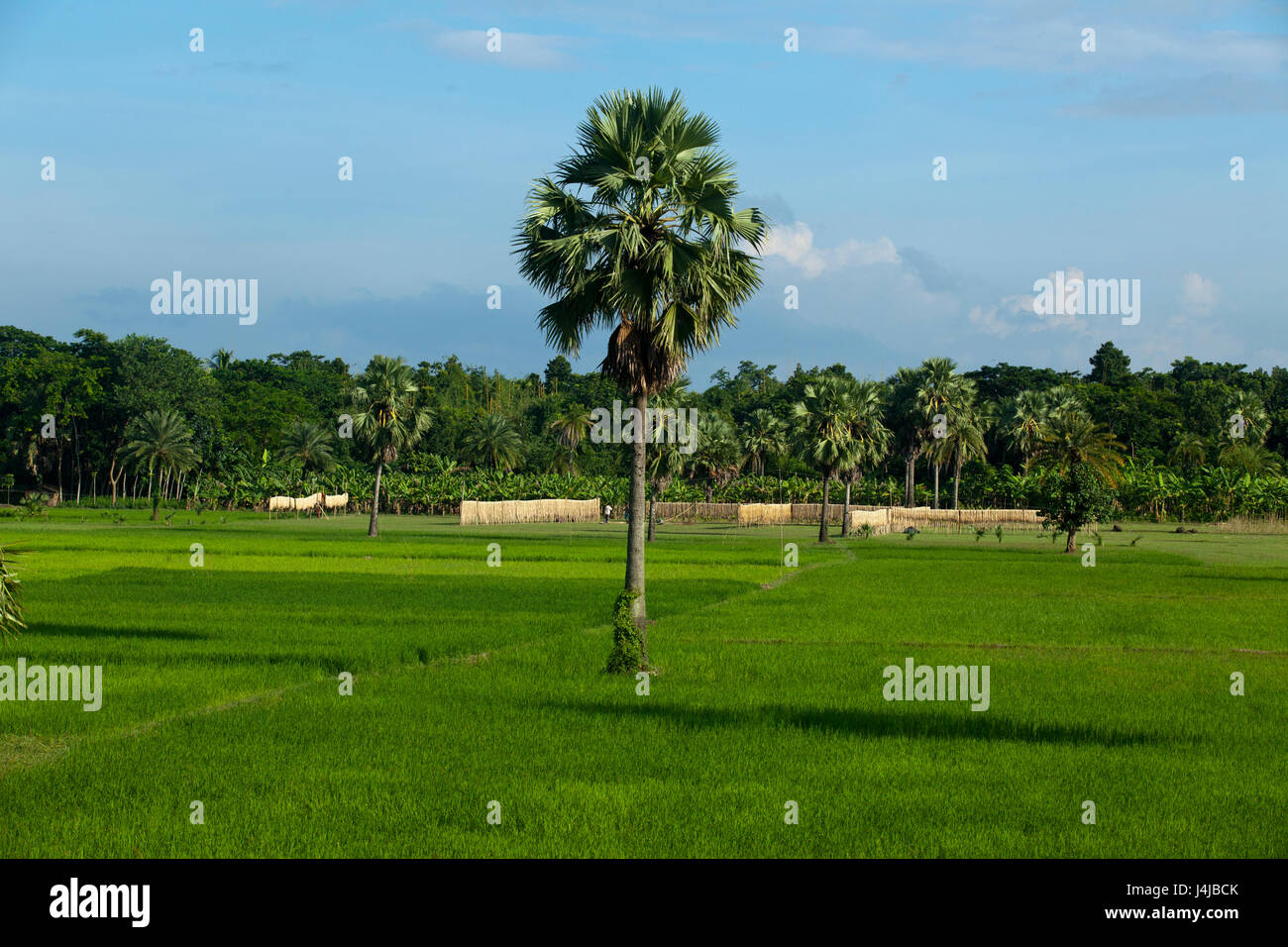 A landscape view of rural area in Gopalganj, Bangladesh Stock Photo - Alamy
