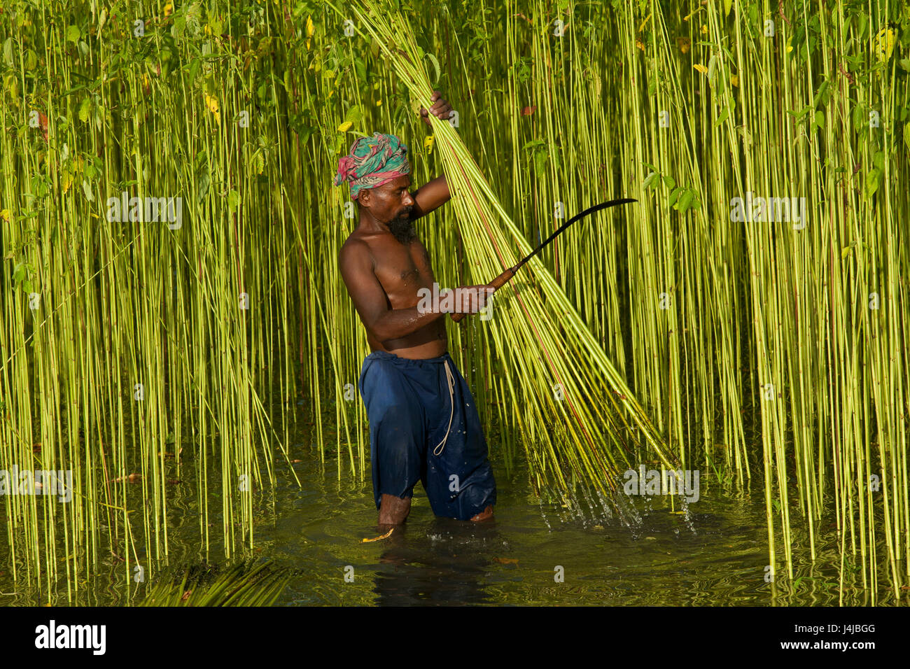 Jute Cultivation Stock Photos & Jute Cultivation Stock Images - Alamy