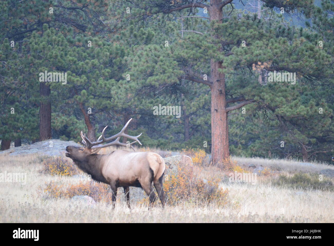 Elk love hi-res stock photography and images - Alamy