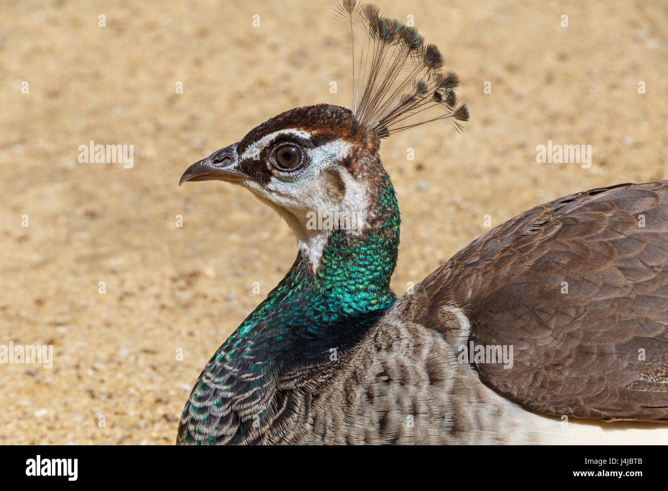 close up of peahen against sandy background Stock Photo - Alamy